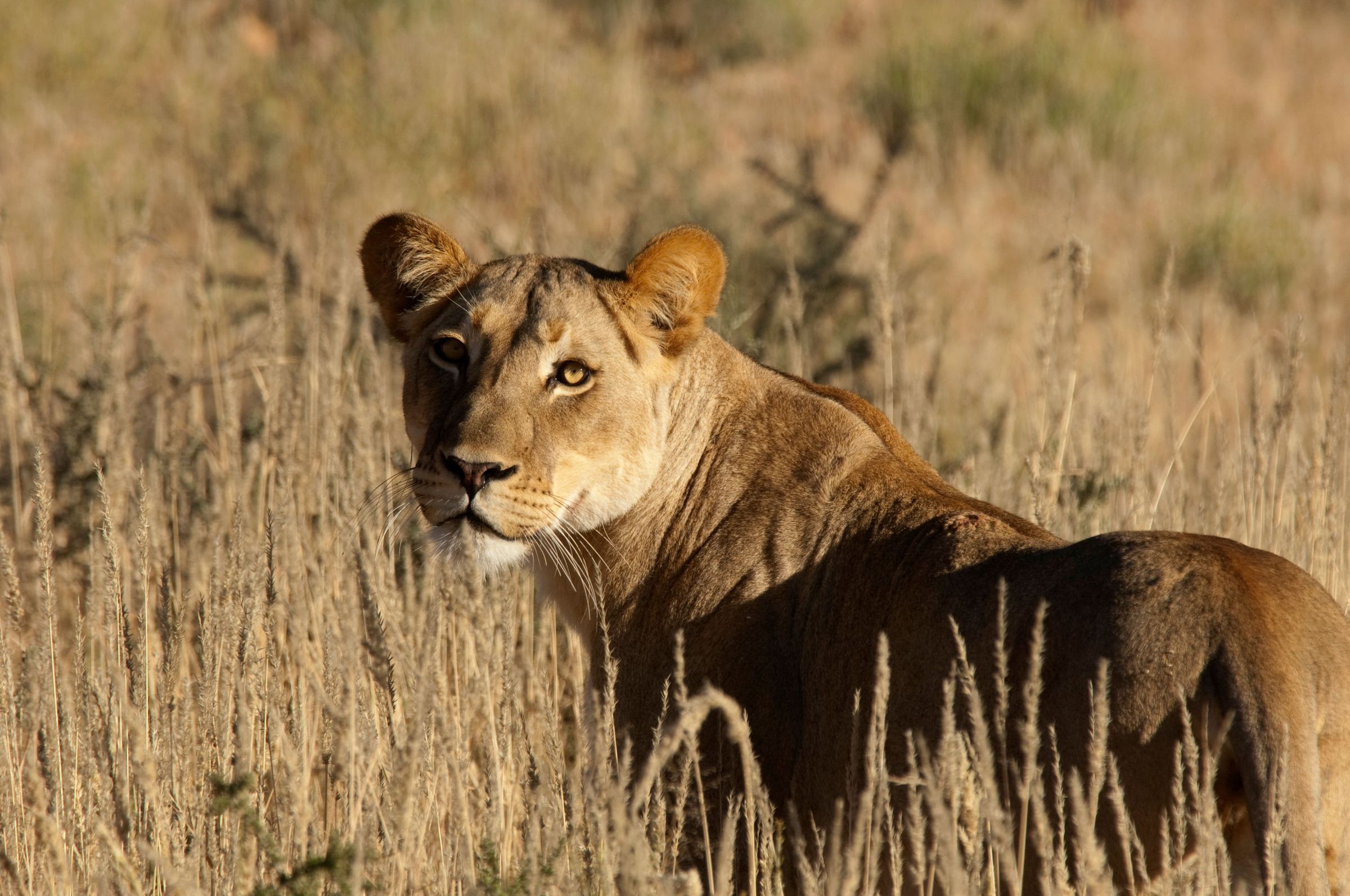 Gorongosa National Park